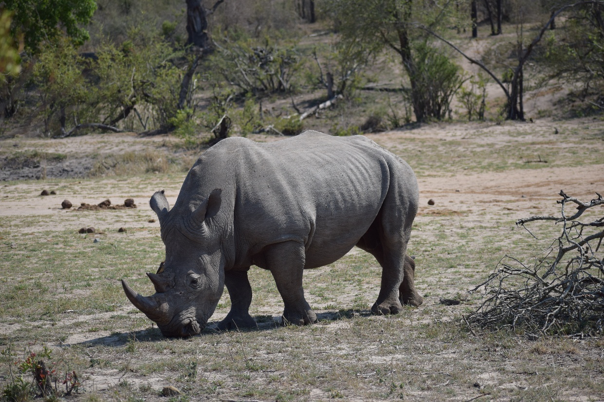 Mosaic Rhino Tours Gallery | Mosaic Rhino Tours