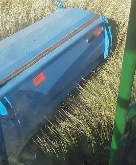 Manska Wheatgrass Seeds | Chuck Noble Farm