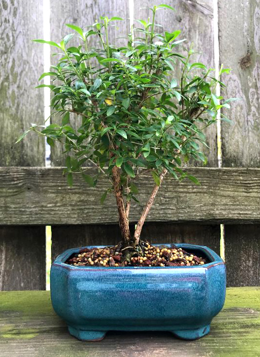 Eagle Creek Bonsai Catalog Page
