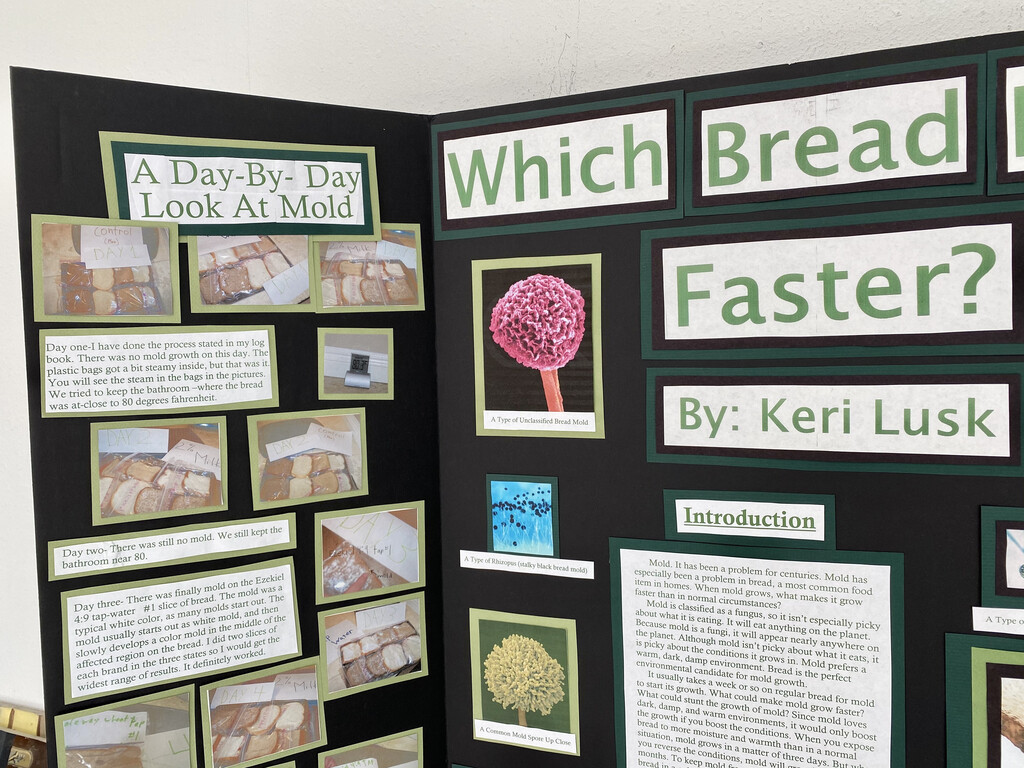 Bread Mold Science Fair Project