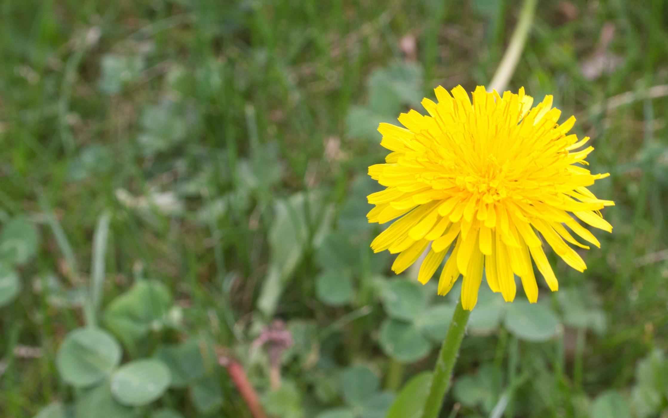 11 Most Common Weeds In Florida (2024) | PropertyClub