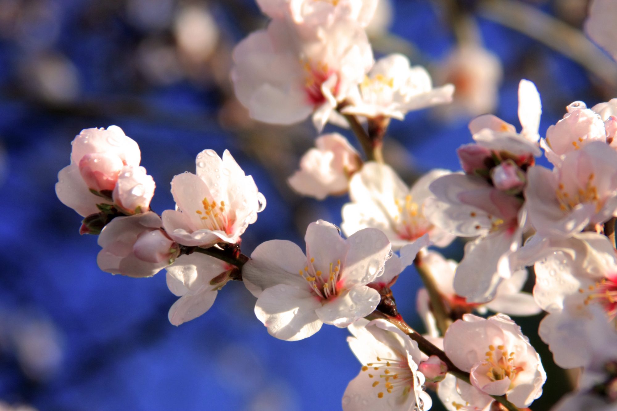 Welcome - Corning, CA