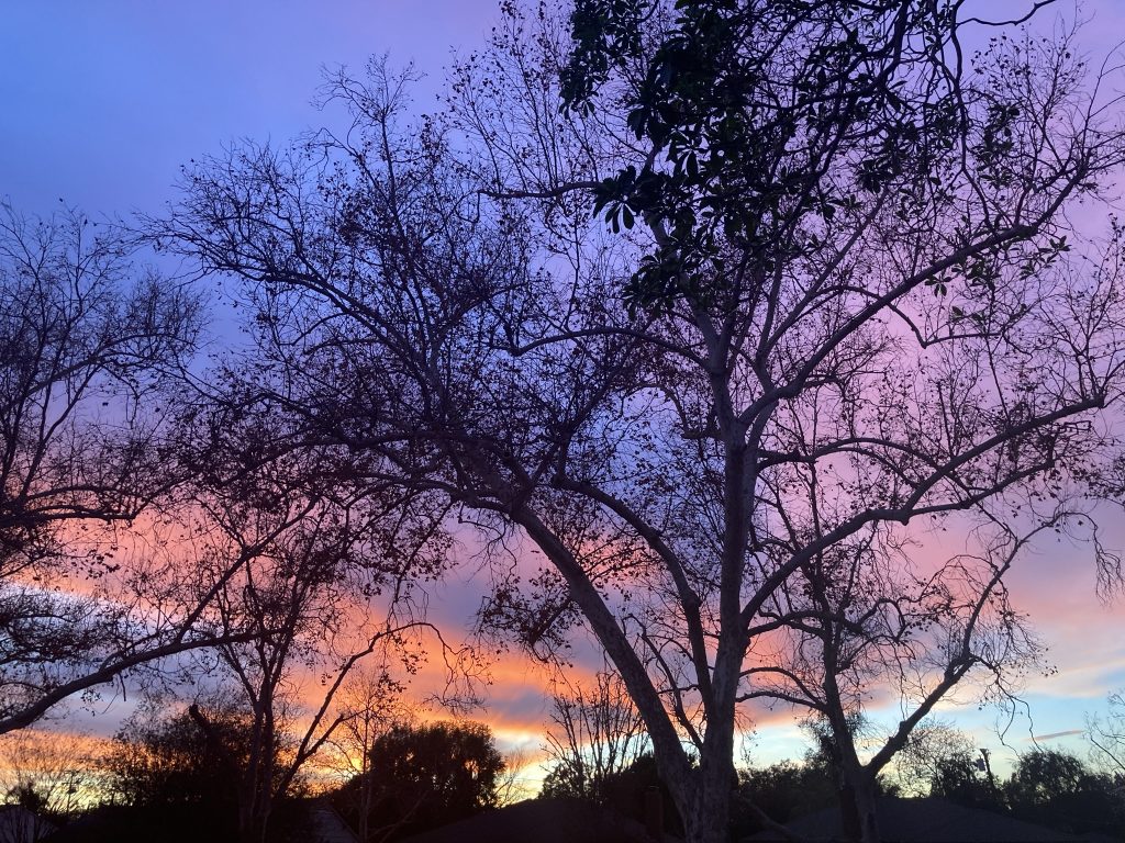 Jacaranda Tree at Sunset - City of Santa Ana