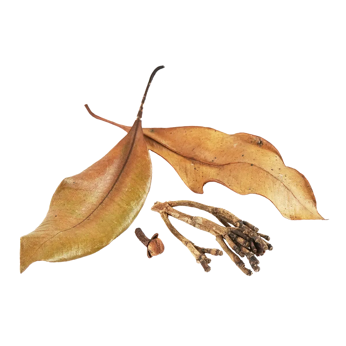Clove - Indesso