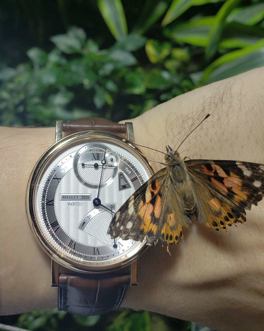 Breguet - Once, Zhuang Zhou dreamed he was a butterfly, Breguet - Once, Zhuang Zhou dreamed he was a butterfly,
