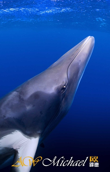 Rolex - Upcoming: Interview with Oceanographer Michael Aw