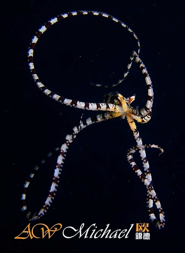 Rolex - Upcoming: Interview with Oceanographer Michael Aw