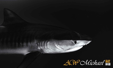 Rolex - Upcoming: Interview with Oceanographer Michael Aw