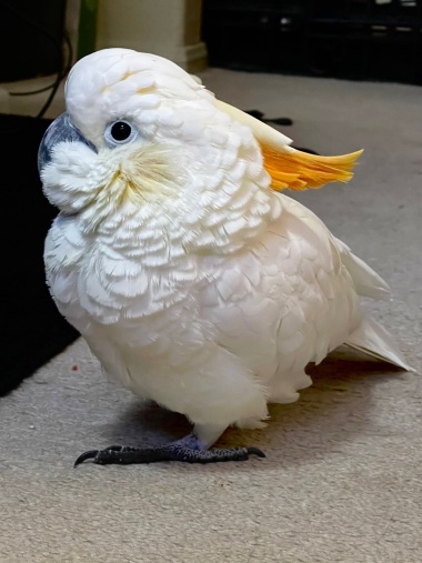 TimeOut - This is our Mochi (pet bird)