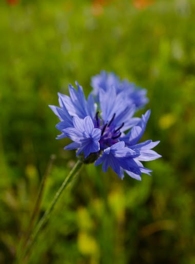 TimeOut - Cornflower is the national flower of Estonia.