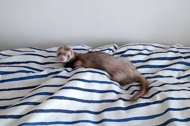 TimeOut - My beloved ferret passed away.