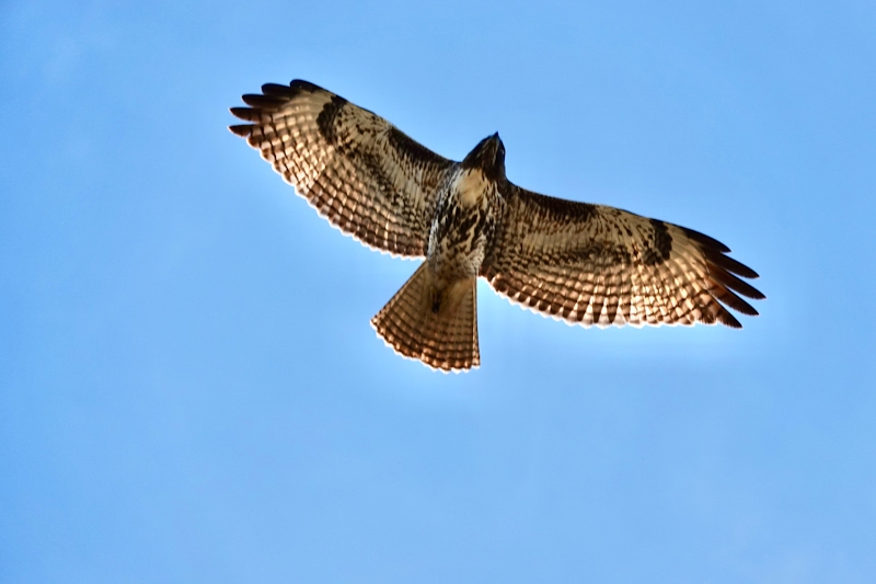 TimeOut - No Hawk Today