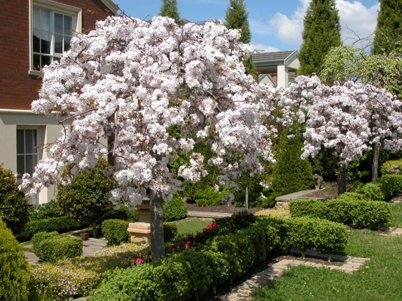 TimeOut - My blossoms…