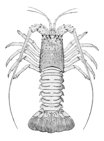 TimeOut - The spiny lobster in Wikipedia