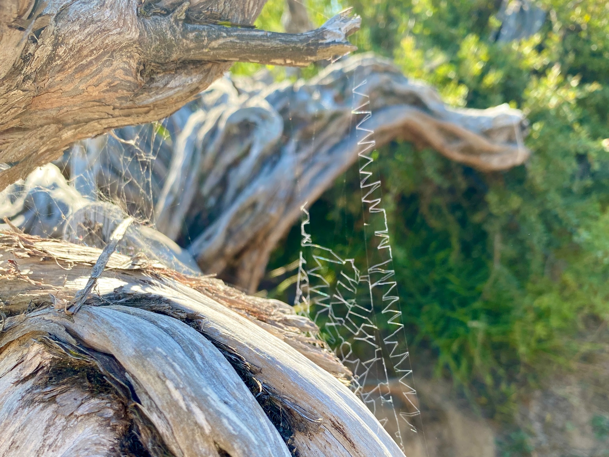 TimeOut - What a tangled web we weave ...