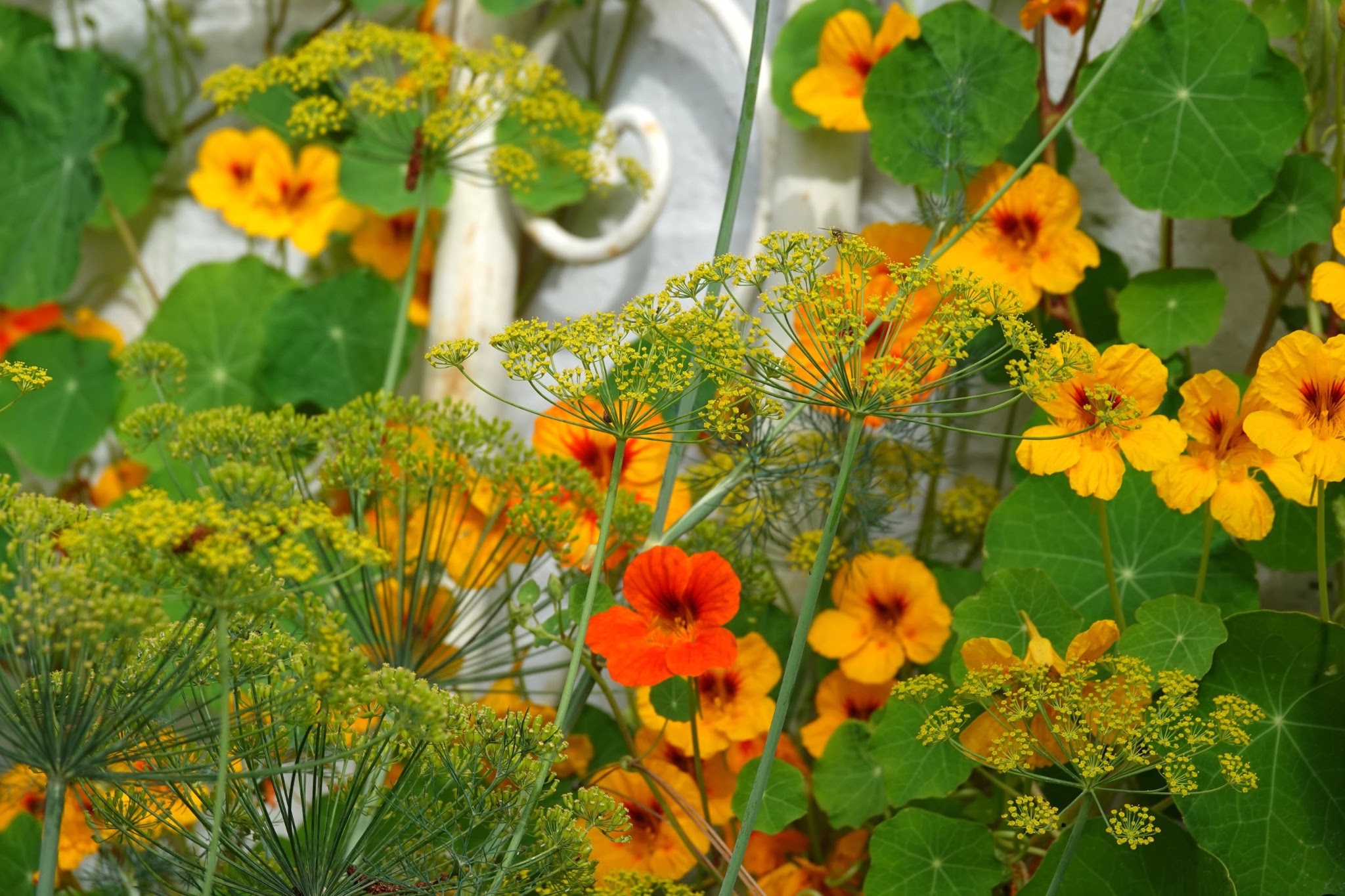 TimeOut - Walking the Wild Kingdom