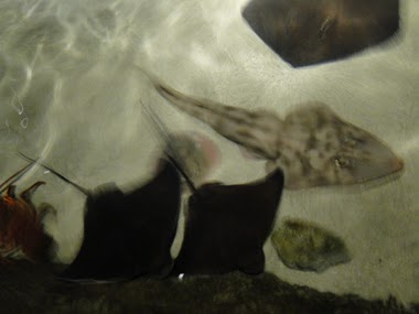 TimeOut - the carcass of the snake(s) killed to make her bikini top