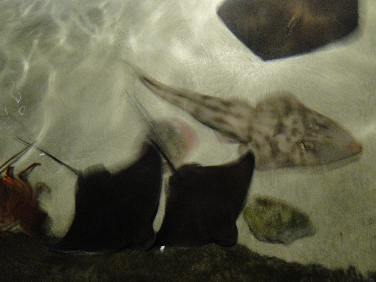 TimeOut - the carcass of the snake(s) killed to make her bikini top