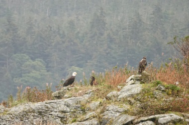 TimeOut - I have seen eagles!