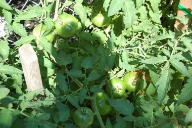 TimeOut - Can we see what you're Growing in your Backyard