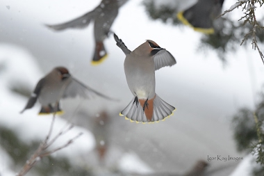 Photography - Some Bird Friends.