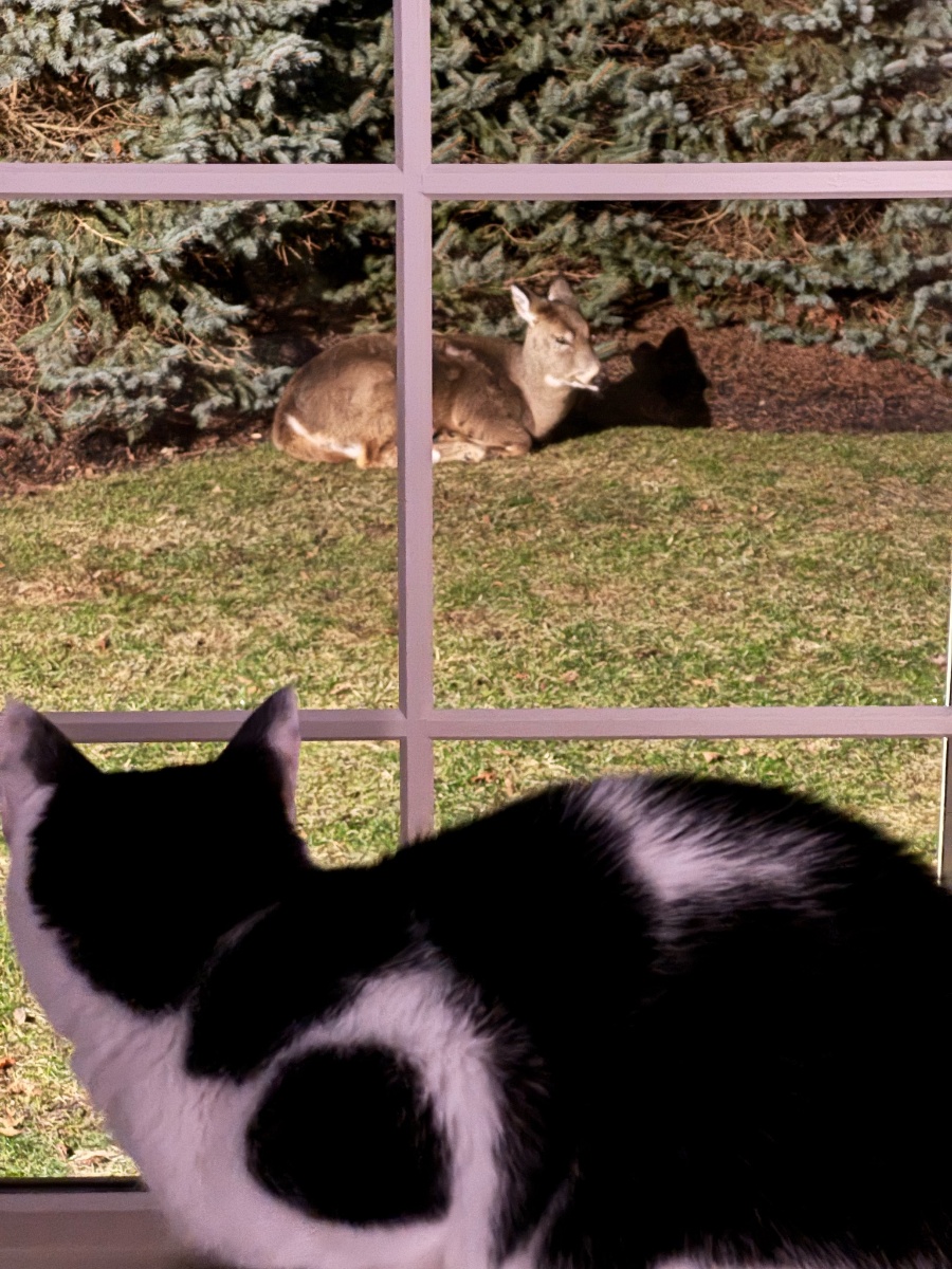 TimeOut - My little buddy remains vigilant to protect the fort