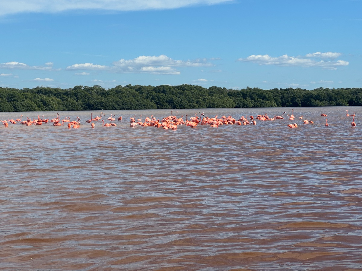 Encounter flamingos in Yucatan's bioreserve mangrove ecosystem without ...