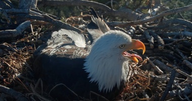 TimeOut - I have seen eagles!