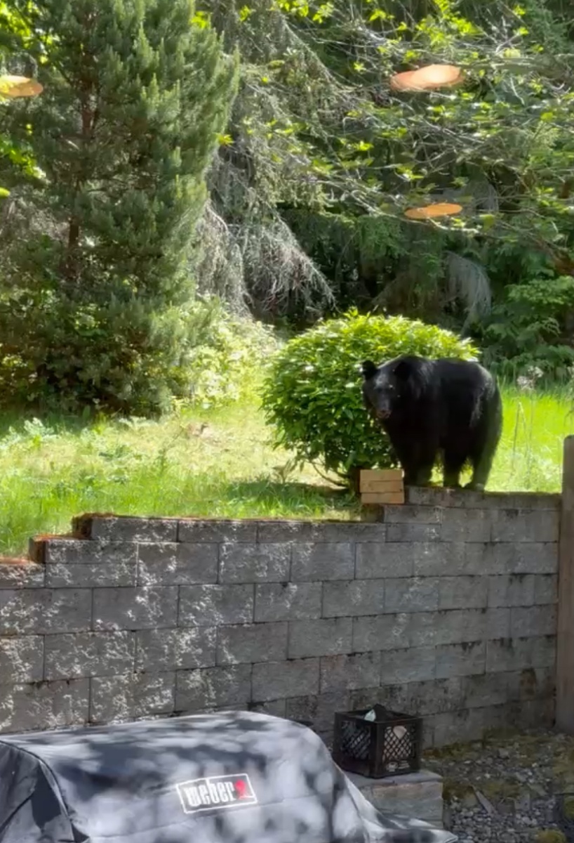 TimeOut - Bear season here.