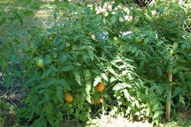 TimeOut - Can we see what you're Growing in your Backyard