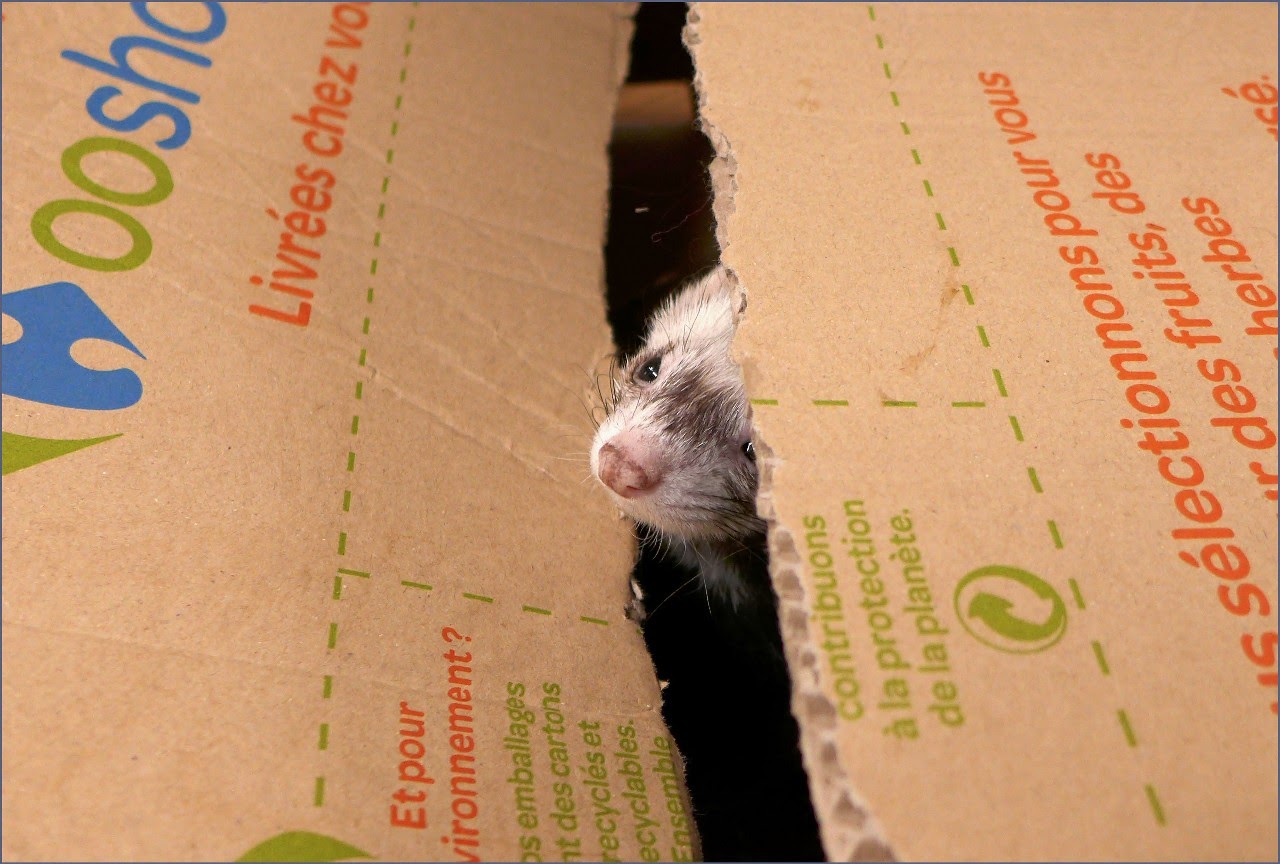 TimeOut - A quick picture of the Ferret having fun.