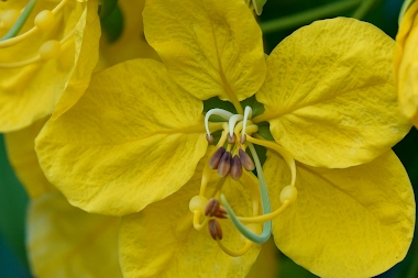 TimeOut - Big Birds of Paradise