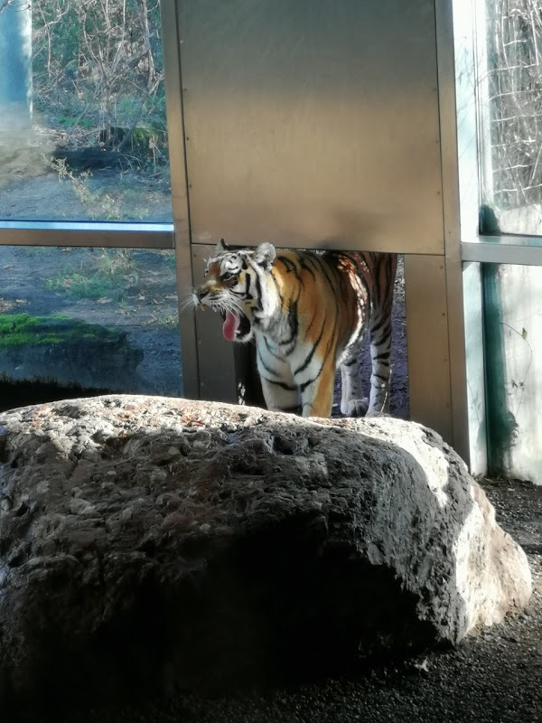 TimeOut - Typical cat behaviour: