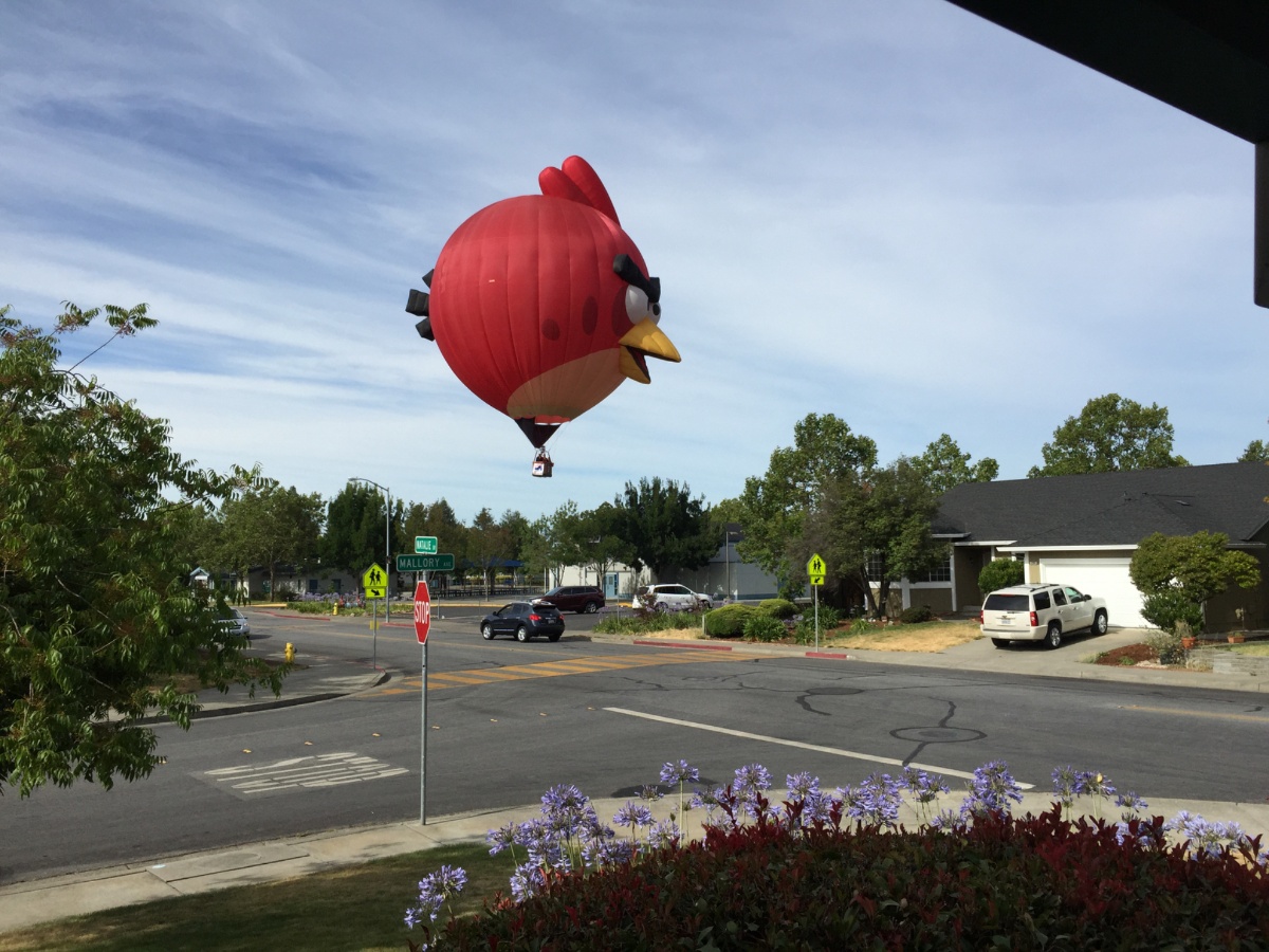 TimeOut - Don't make these birds angry....they can find where you live.
