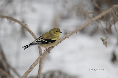 Photography - Some Bird Friends.