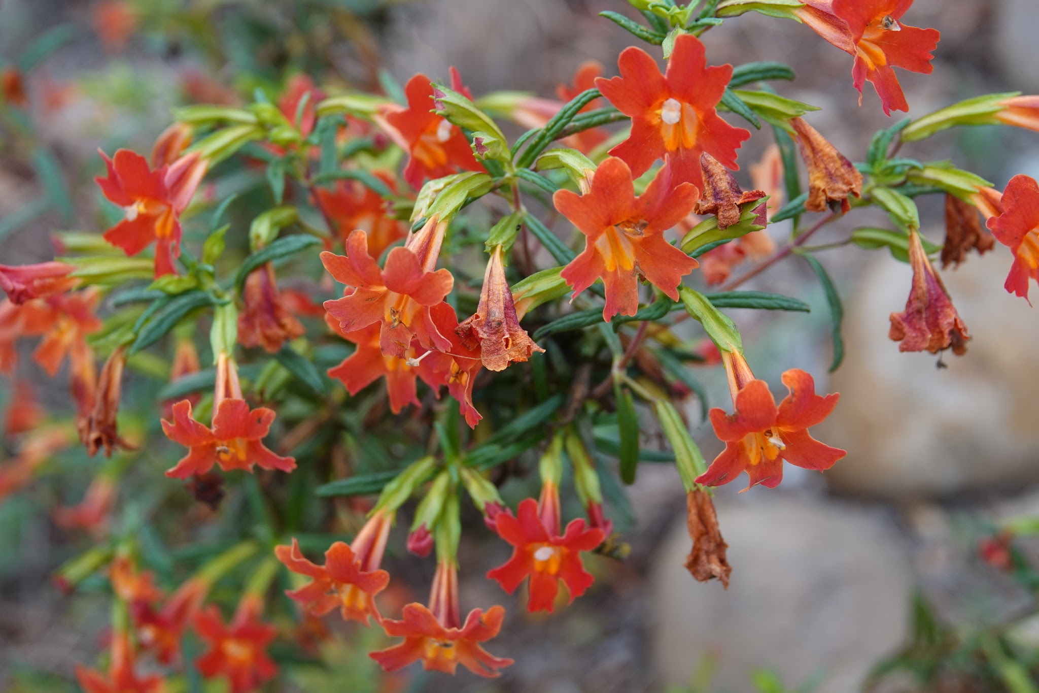 TimeOut - Walking in the Native Plant Garden