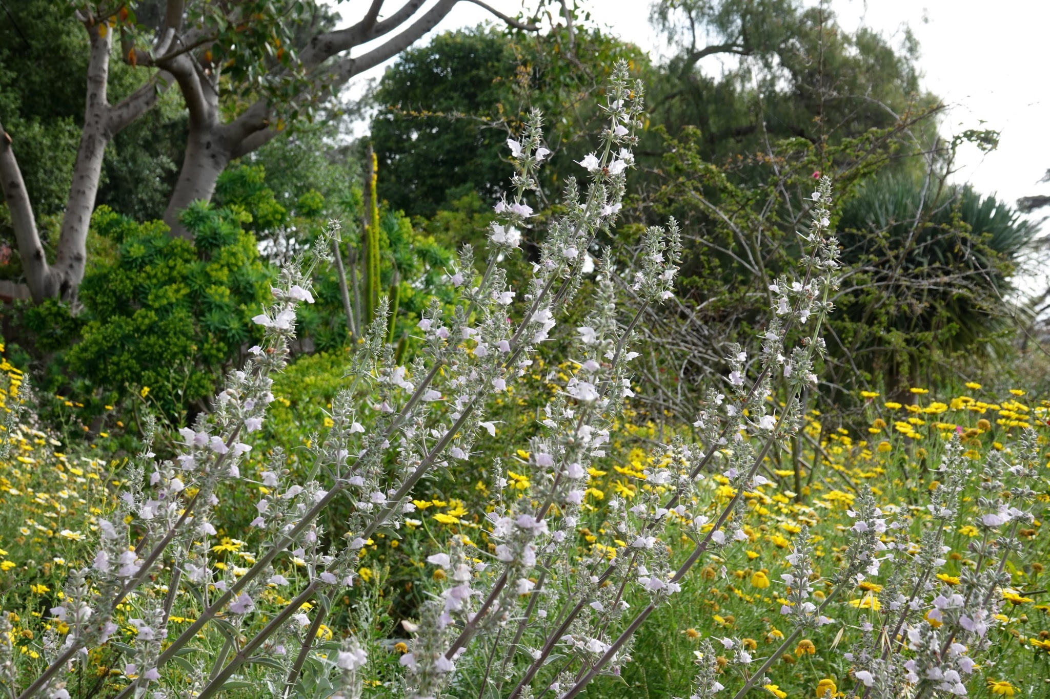 TimeOut - Walking the Wild Kingdom