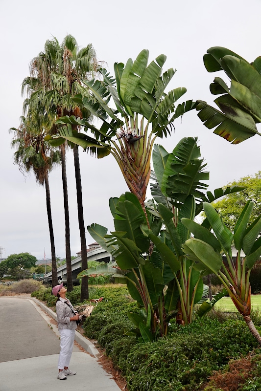 TimeOut - Big Birds of Paradise