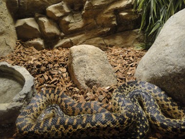 TimeOut - the carcass of the snake(s) killed to make her bikini top