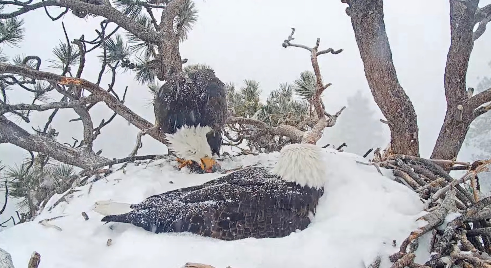 The Eagle's Nest | TimeOut | WatchProSite