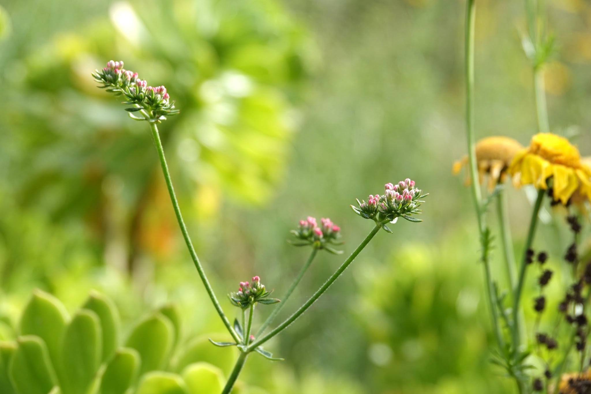 TimeOut - Walking the Wild Kingdom