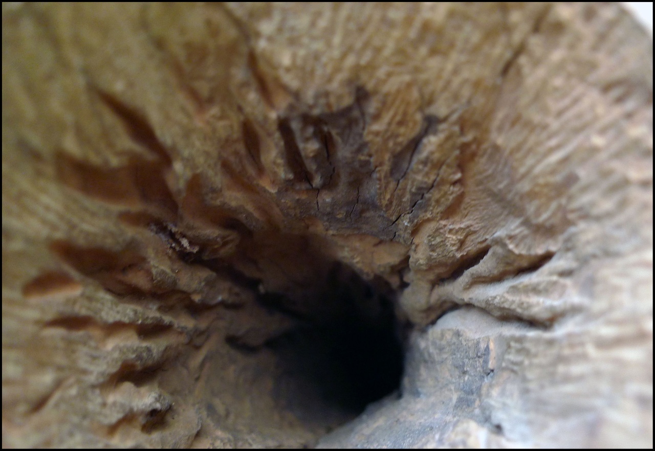 TimeOut - Australian Aboriginal artifacts 4 – Burial Log