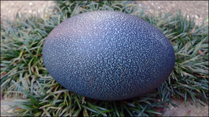 TimeOut - Emu eggs
