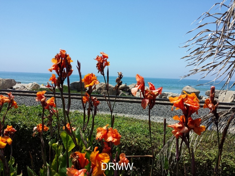 TimeOut - Padaro Beach Grill