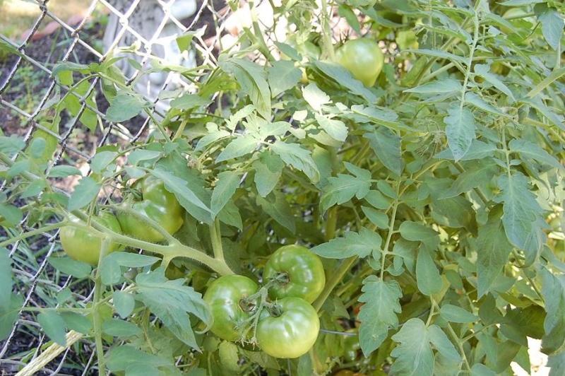TimeOut - Can we see what you're Growing in your Backyard