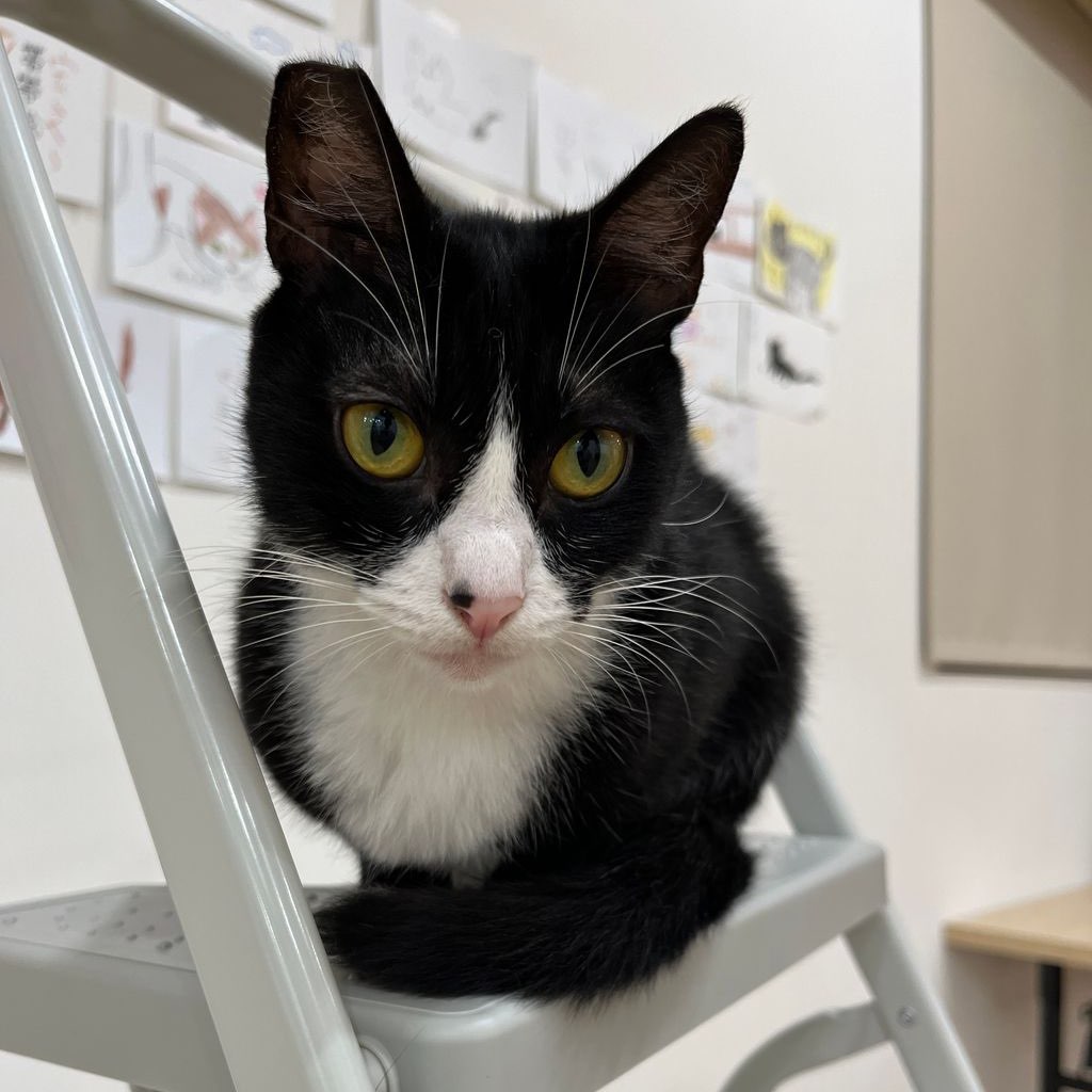 喵加人認養媒合平台