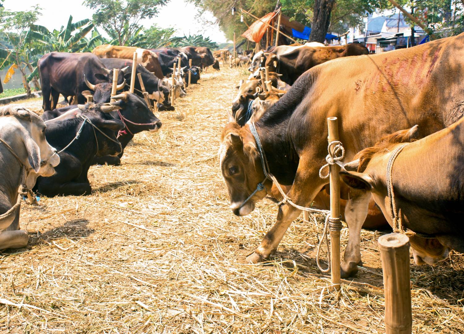 Berkurban dengan Bijak: Tips Praktis untuk Menyambut Idul Adha | Pondok ...
