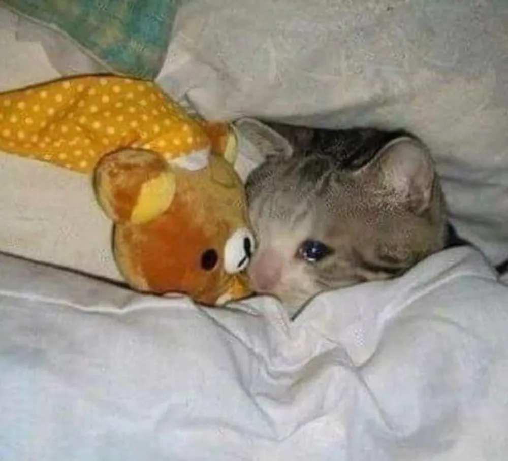 𝐴𝑙𝑙𝑖𝑠𝑜𝑛 𝐶𝑎𝑙ℎ𝑜𝑢𝑛 • 11w ago
