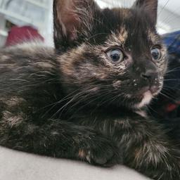 Zoie's Portfolio | Boot.dev