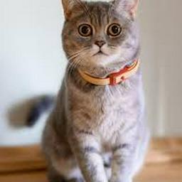 Sandy  profile image